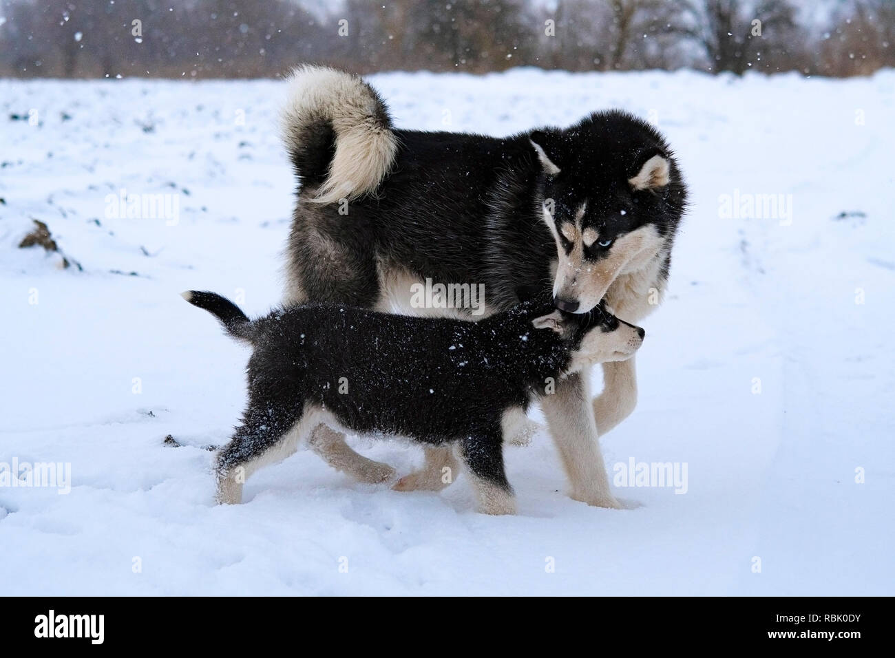 Siberian husky playing in snow hi-res stock photography and images - Alamy