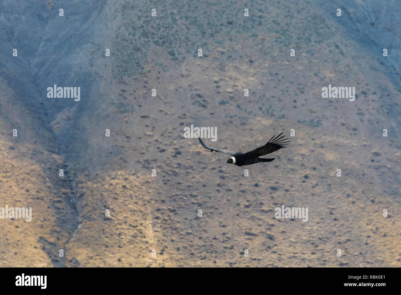 Andean condor chile hi-res stock photography and images - Alamy