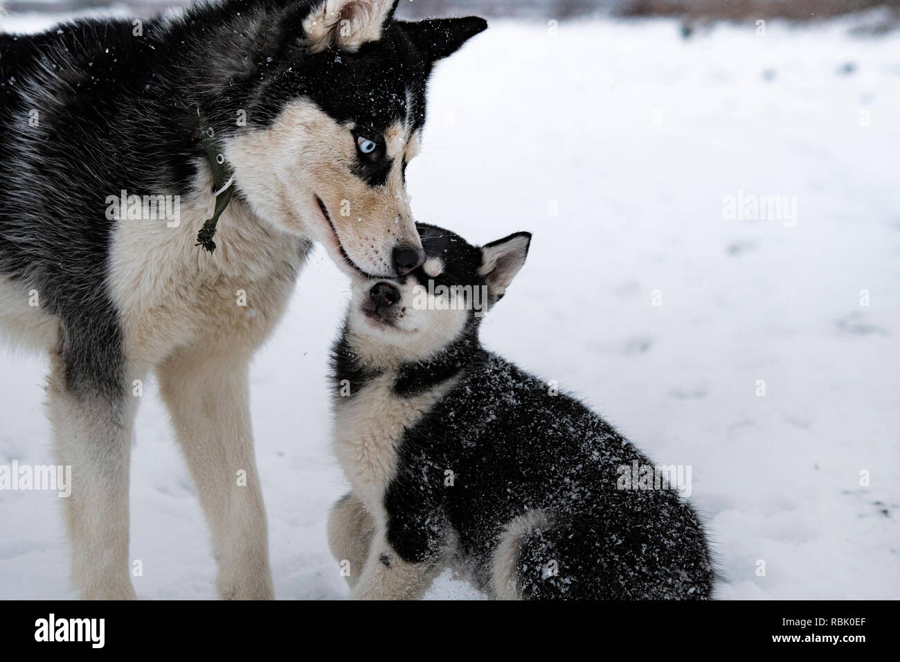 Husky playing in snow hi-res stock photography and images - Alamy