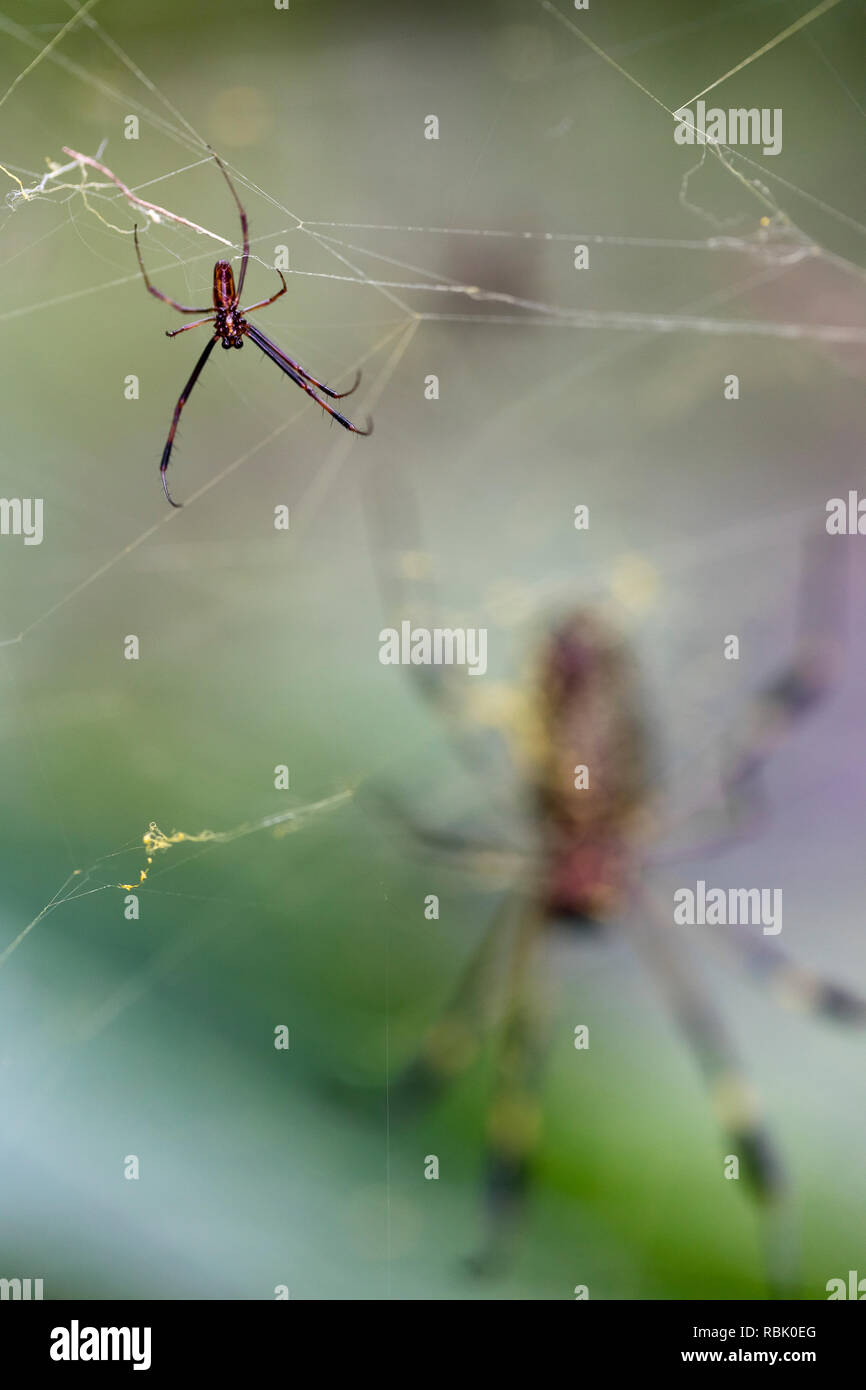 Male (small) and female golden silk orb weavers, Costa Rica Stock Photo ...