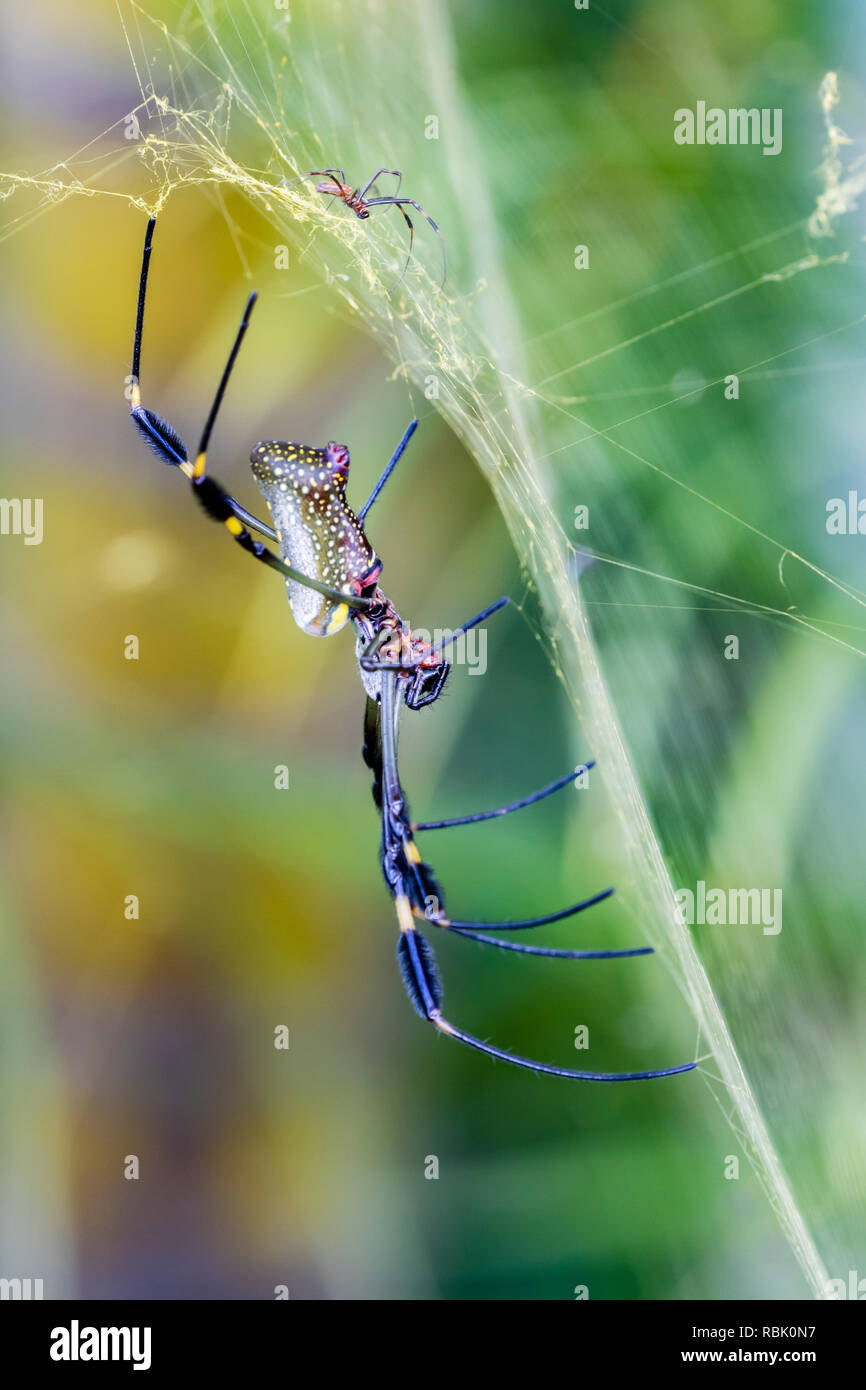 Male (small) and female golden silk orb weavers, Costa Rica Stock Photo ...