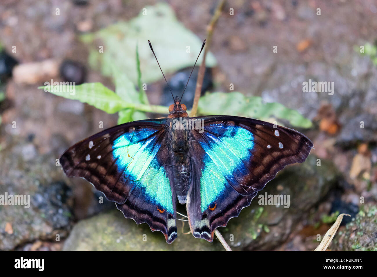 An iridescent blue butterfly in the Costa Rican Rain forest Stock Photo ...