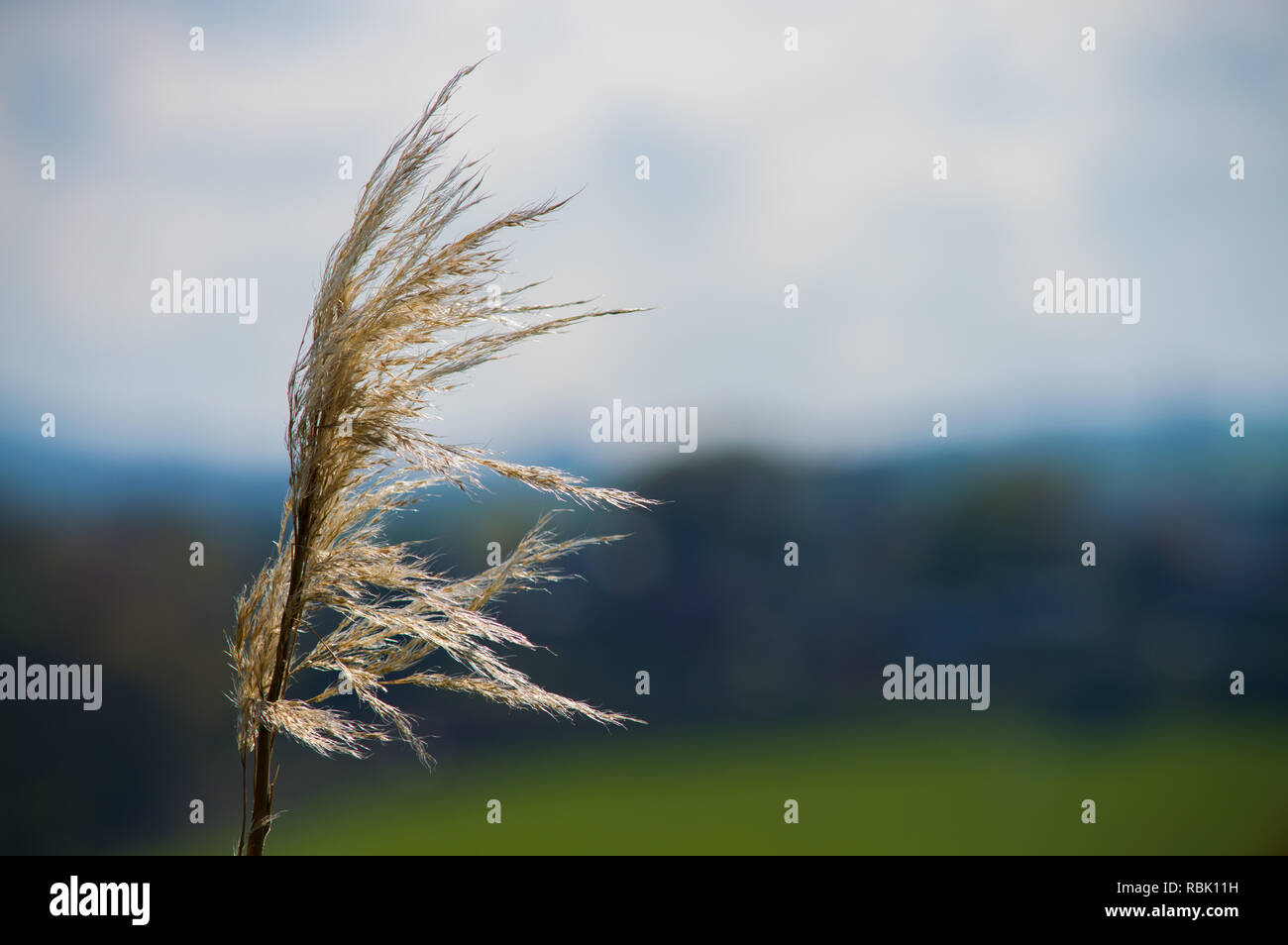 Summer wildlife england hi-res stock photography and images - Alamy
