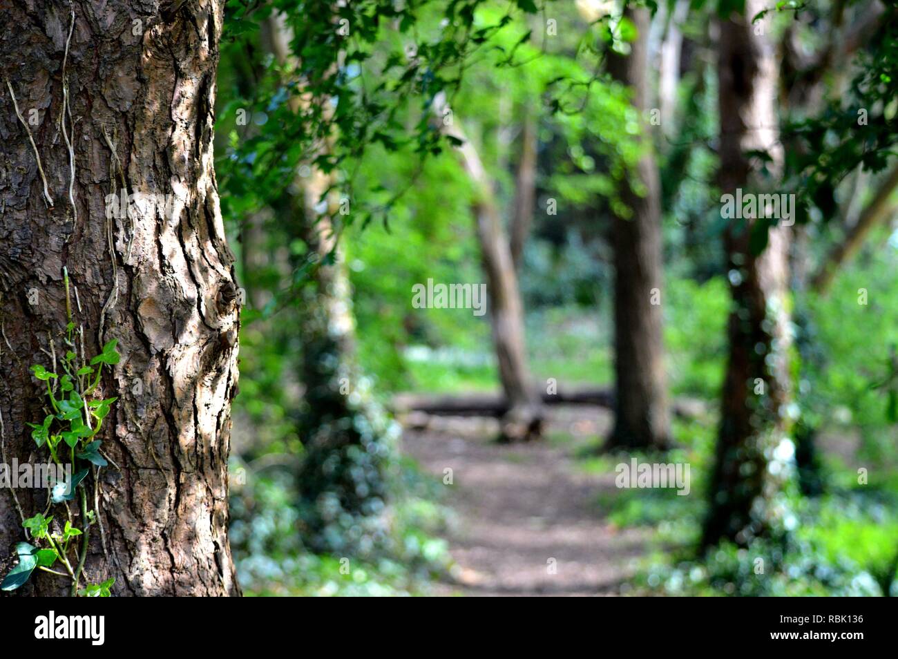 Forrest pathway hi-res stock photography and images - Alamy