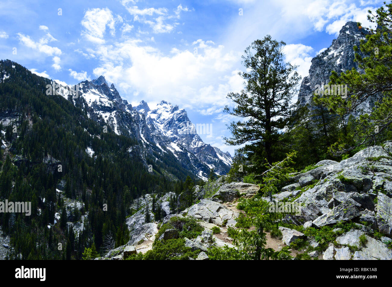 Mountain range with pine in foreground Stock Photo - Alamy