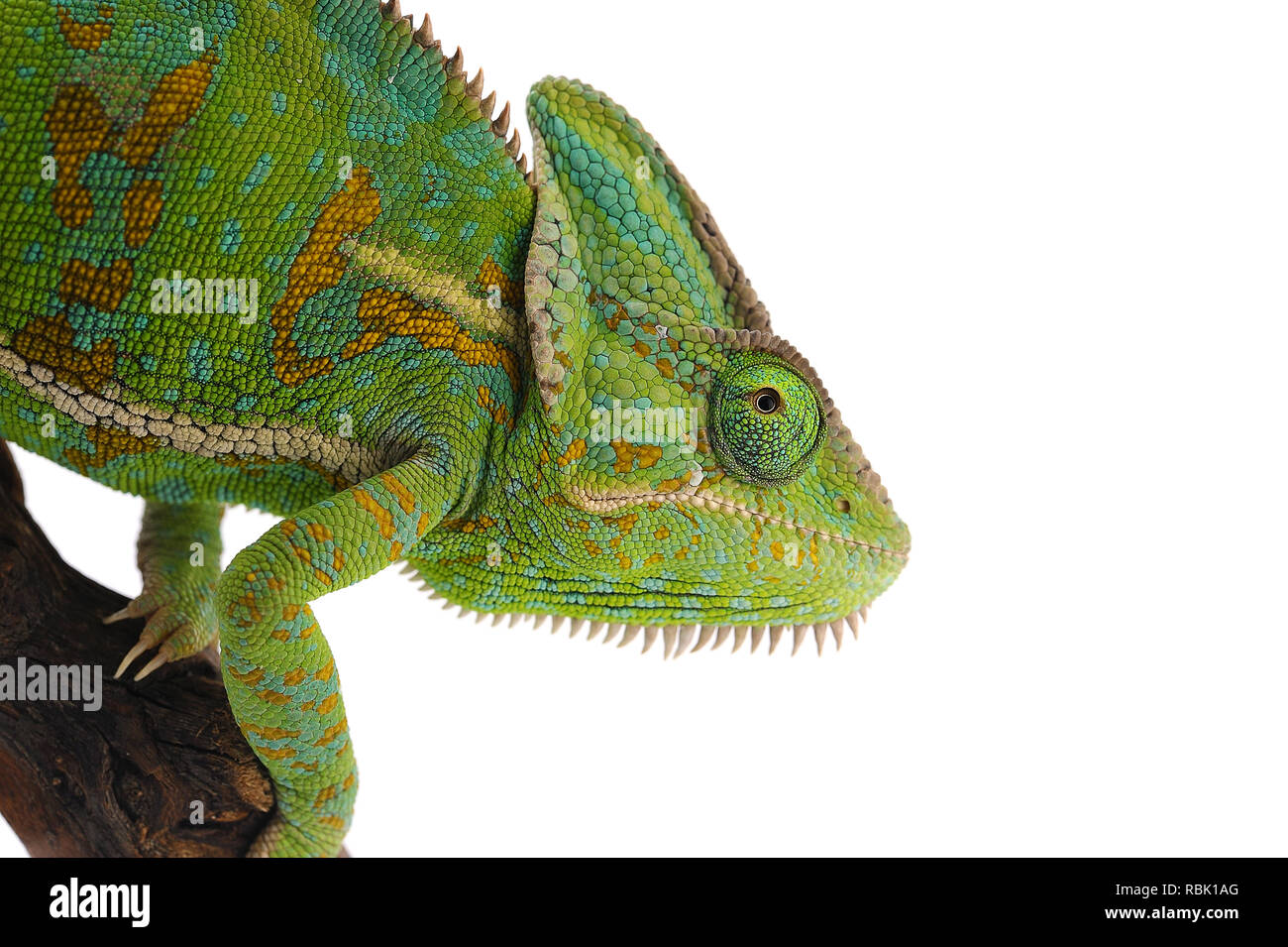 Veiled Chameleon isolated on white background Stock Photo - Alamy