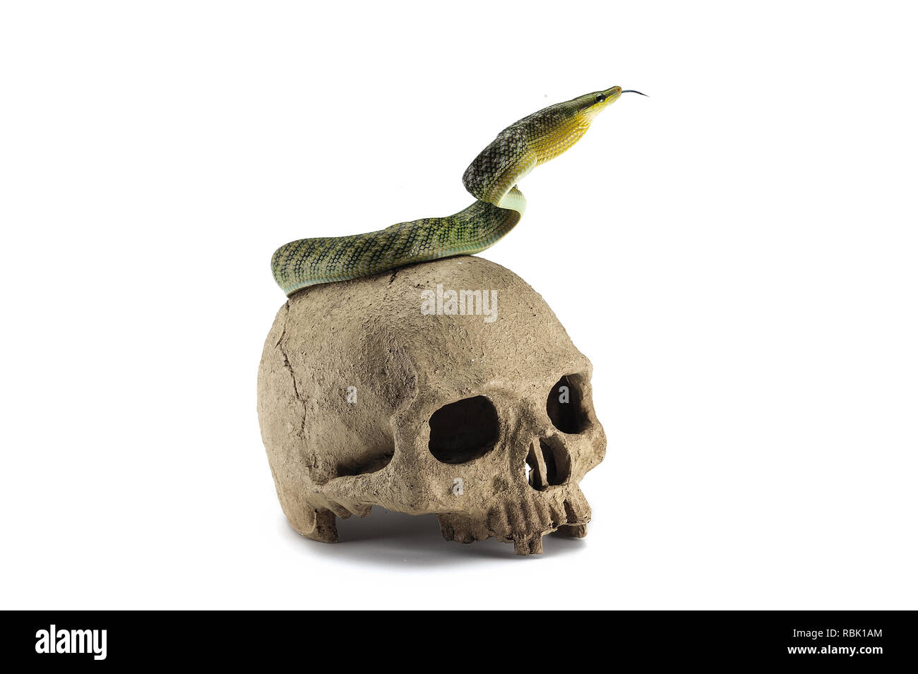 Snake on the skull Halloween concept isolated on white background Stock ...