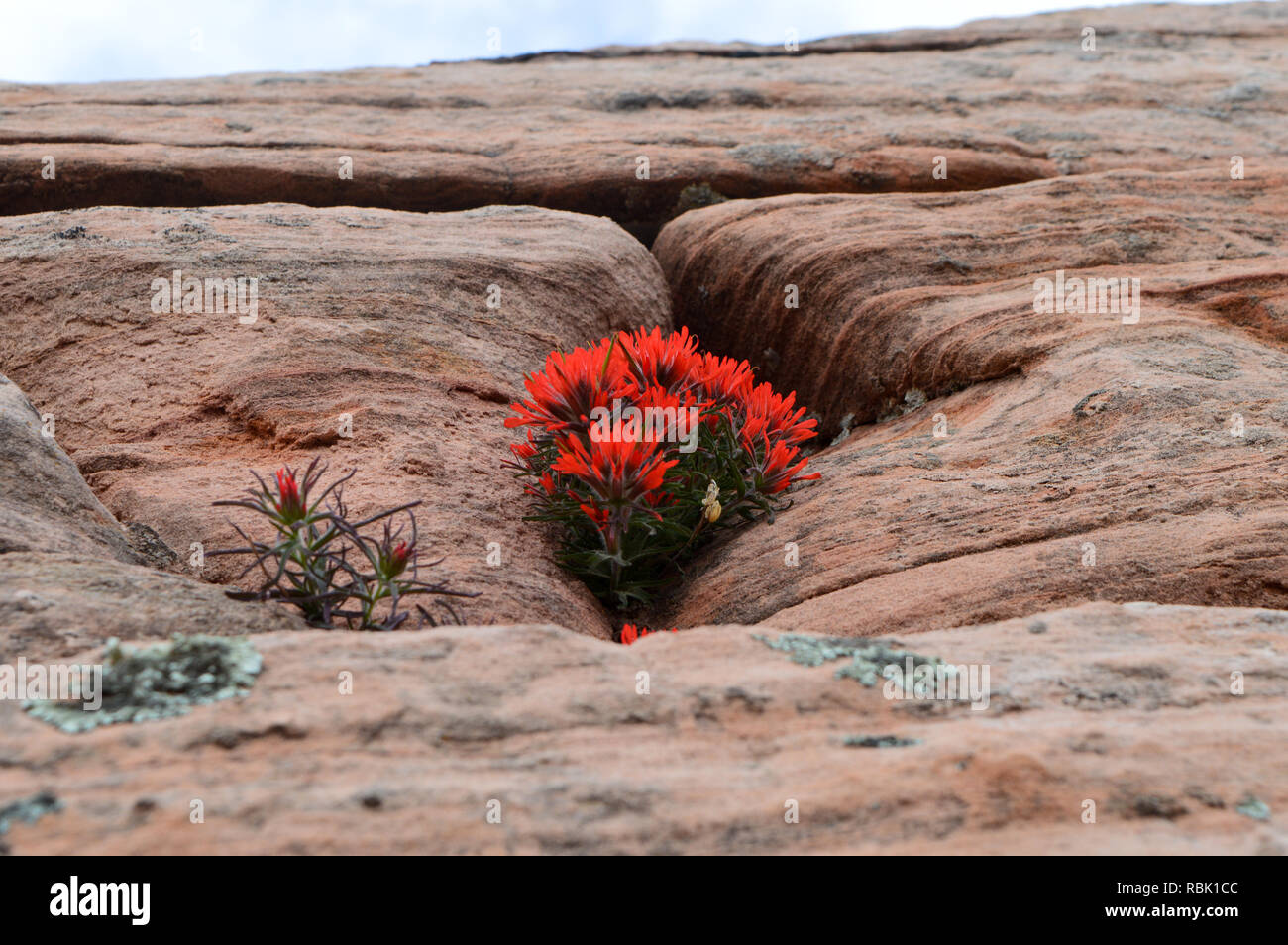 Red rock climbing center hi-res stock photography and images - Alamy