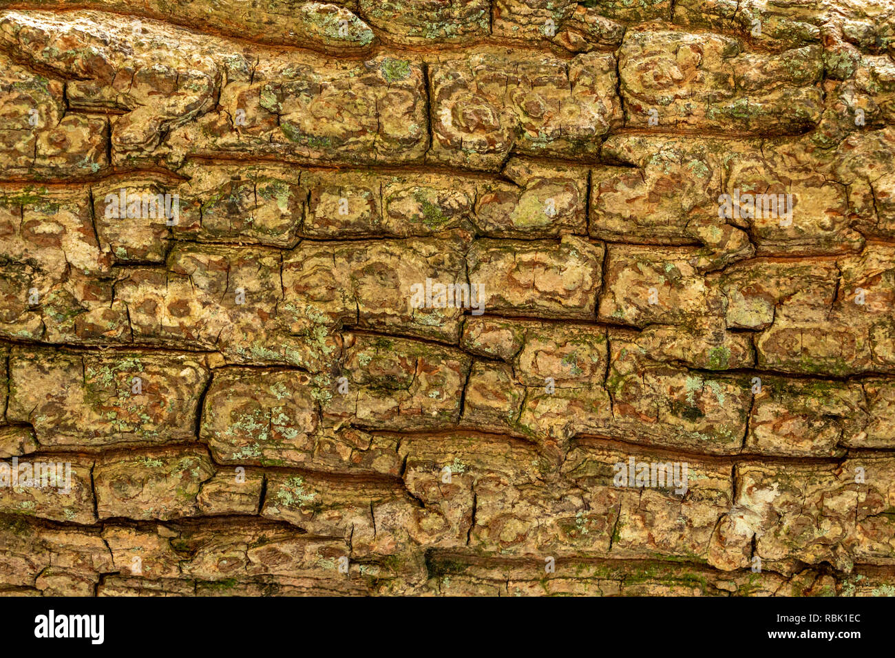 Sapodilla (Manilkara zapota) tree trunk bark texture - Pine Island ...