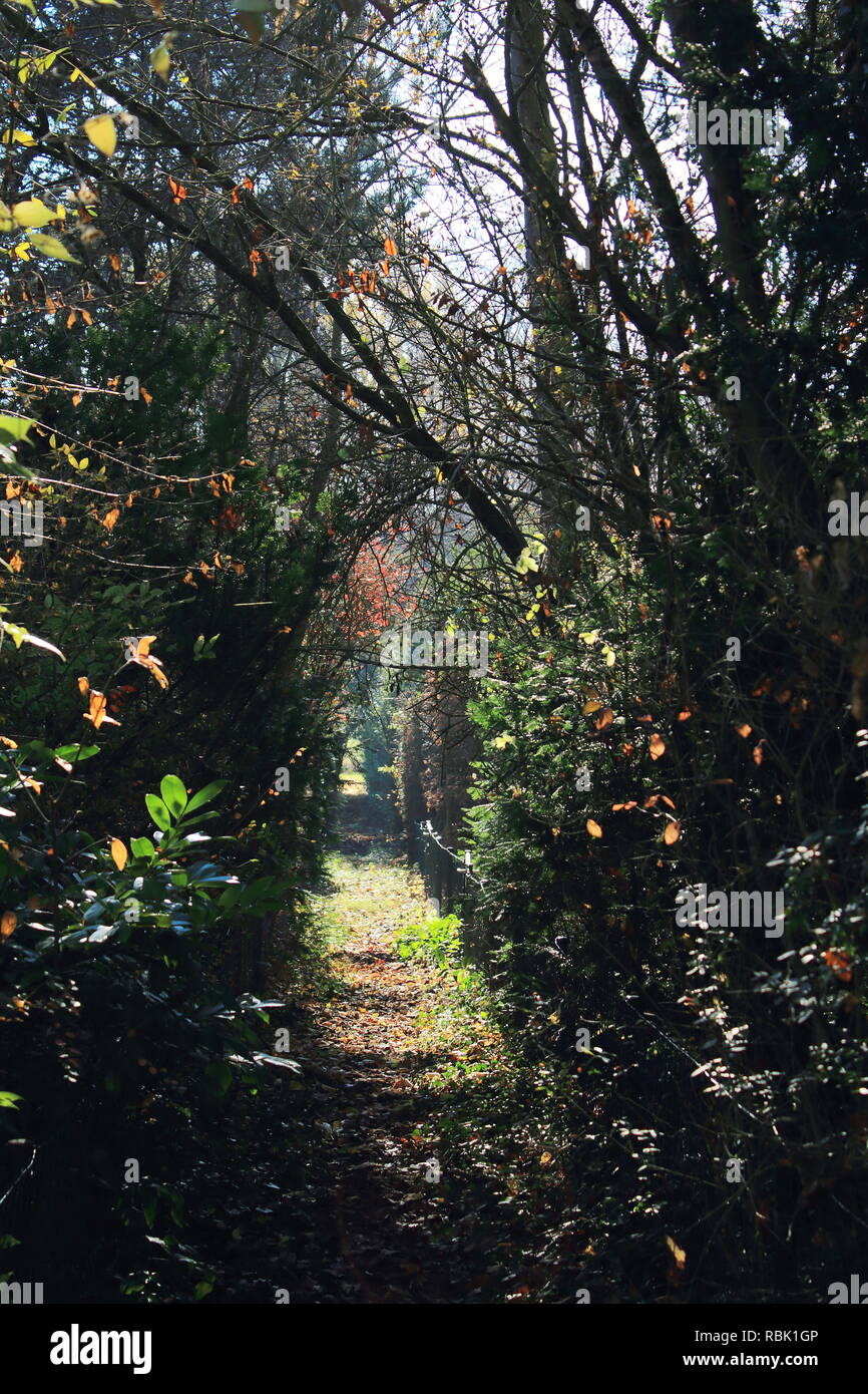 a narrow but pretty path Stock Photo - Alamy