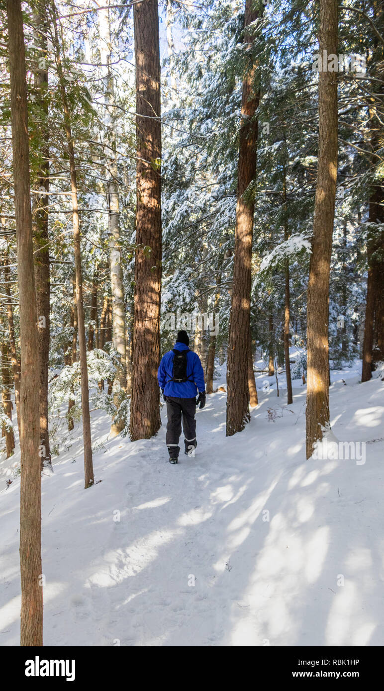 Muskoka forest hi-res stock photography and images - Alamy