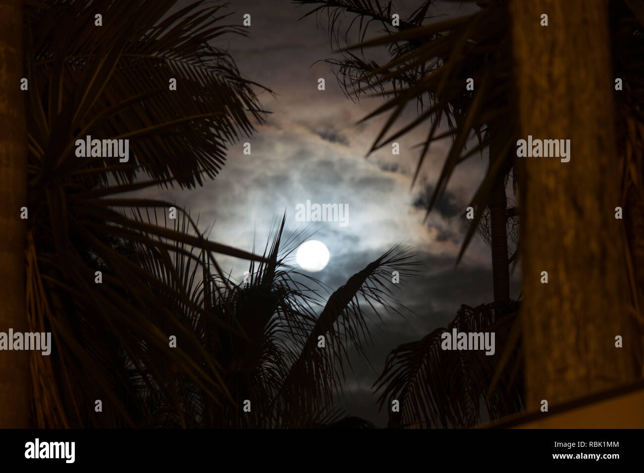 full moon and palm leaves Stock Photo - Alamy