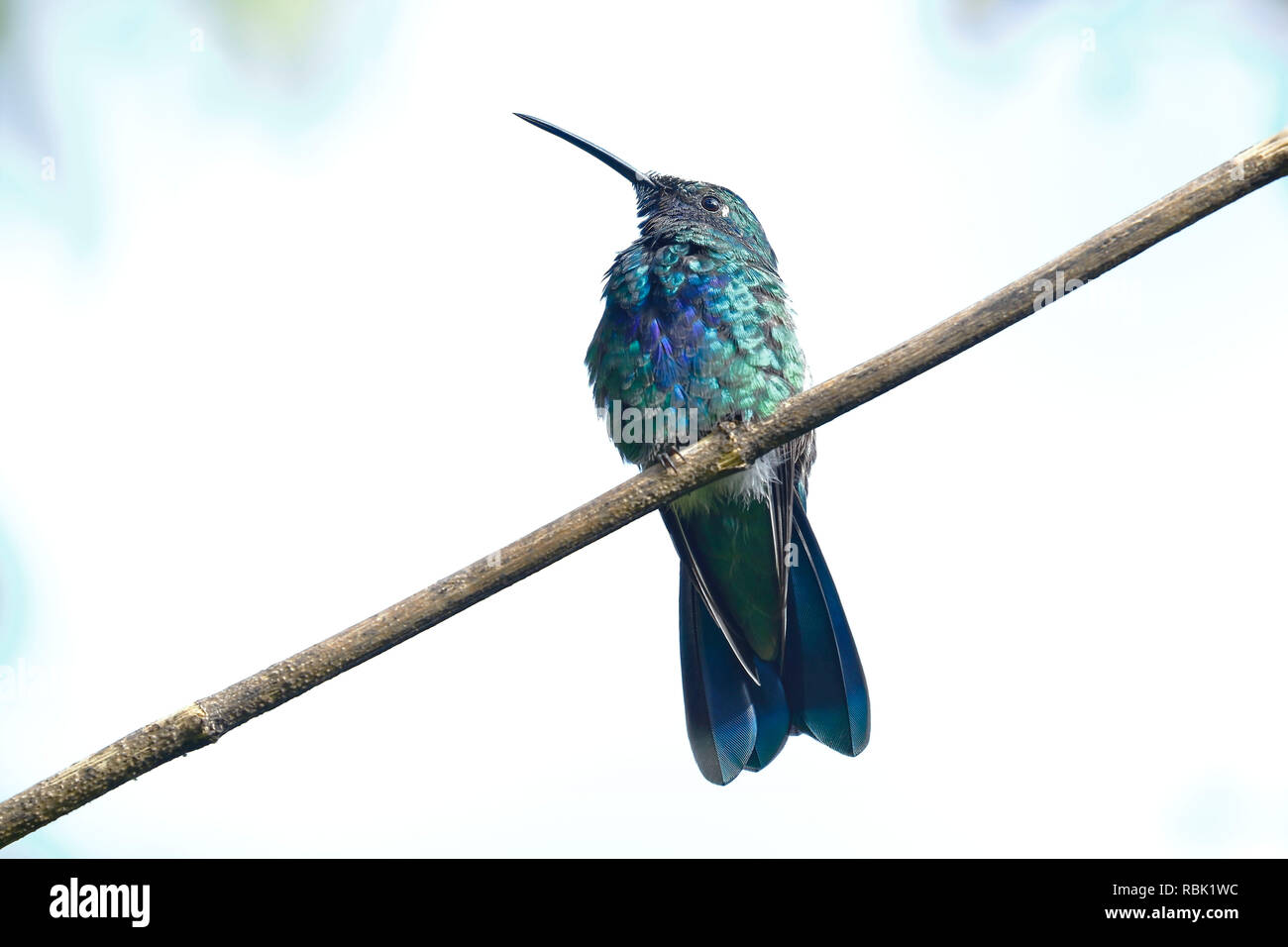 Sparkling violetear (Colibri coruscans) perched on a garden branch ...