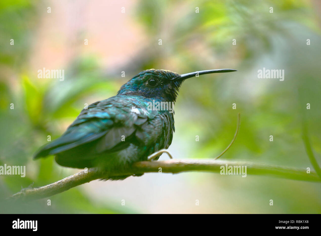 Sparkling violetear (Colibri coruscans) perched on a garden branch ...