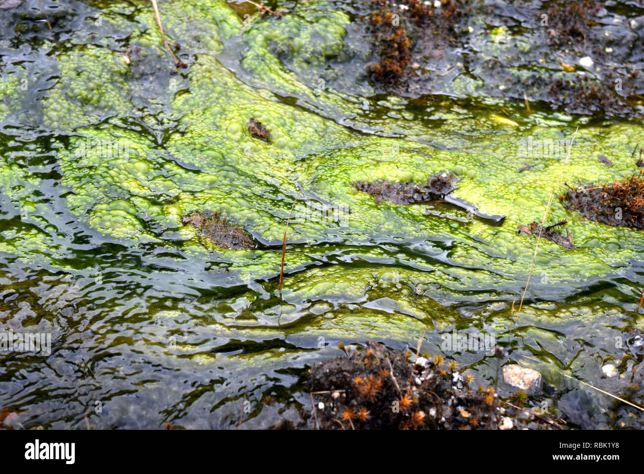 Green ocean algae hi-res stock photography and images - Alamy