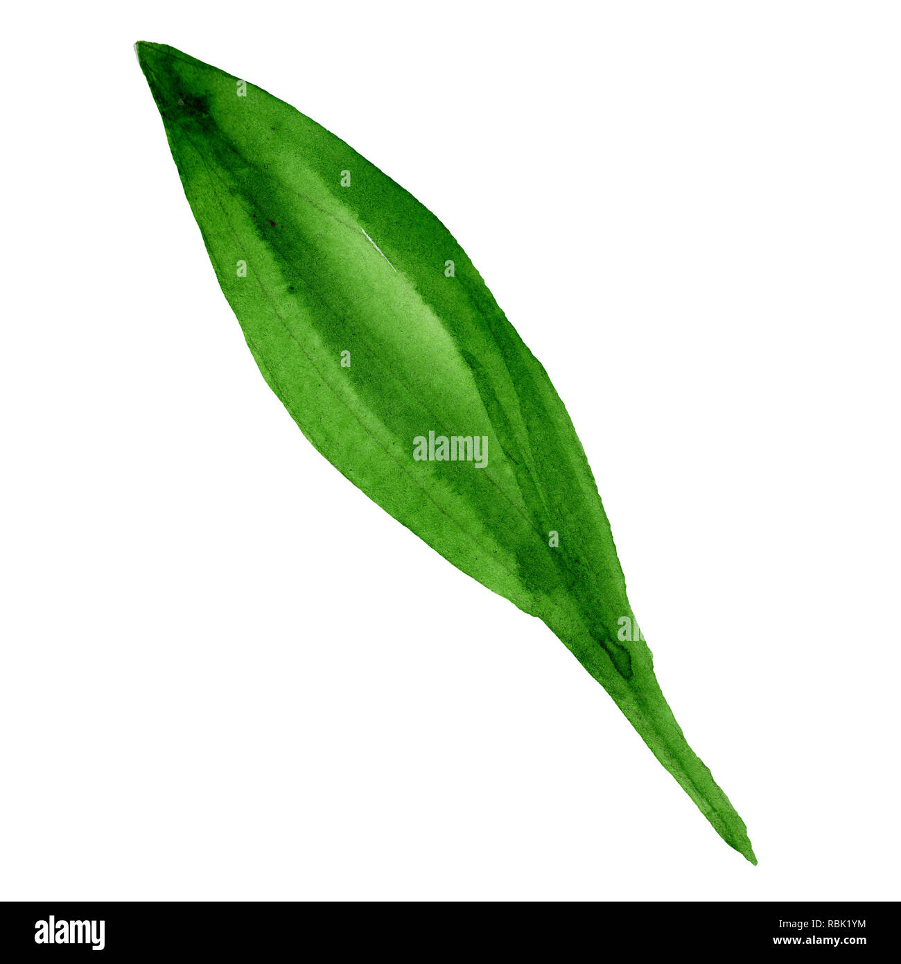 Green leaf loral botanical flower. Watercolor background illustration ...