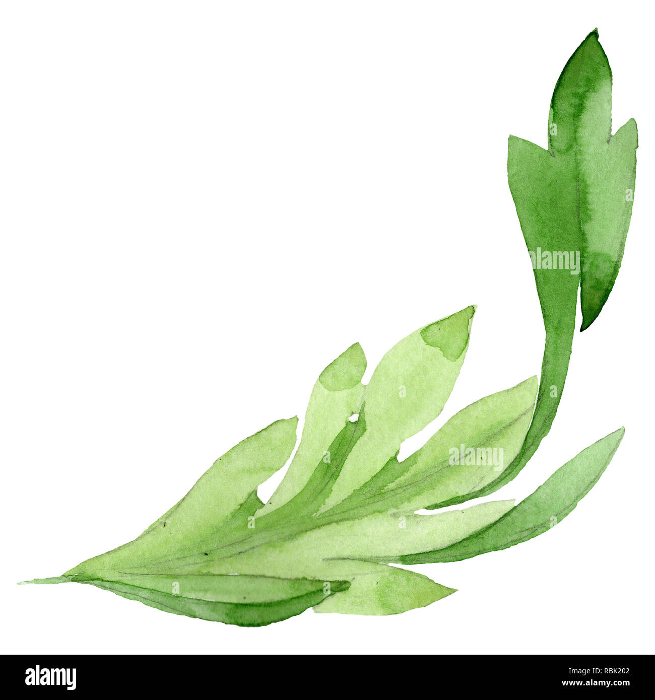 Green leaf loral botanical flower. Watercolor background illustration ...