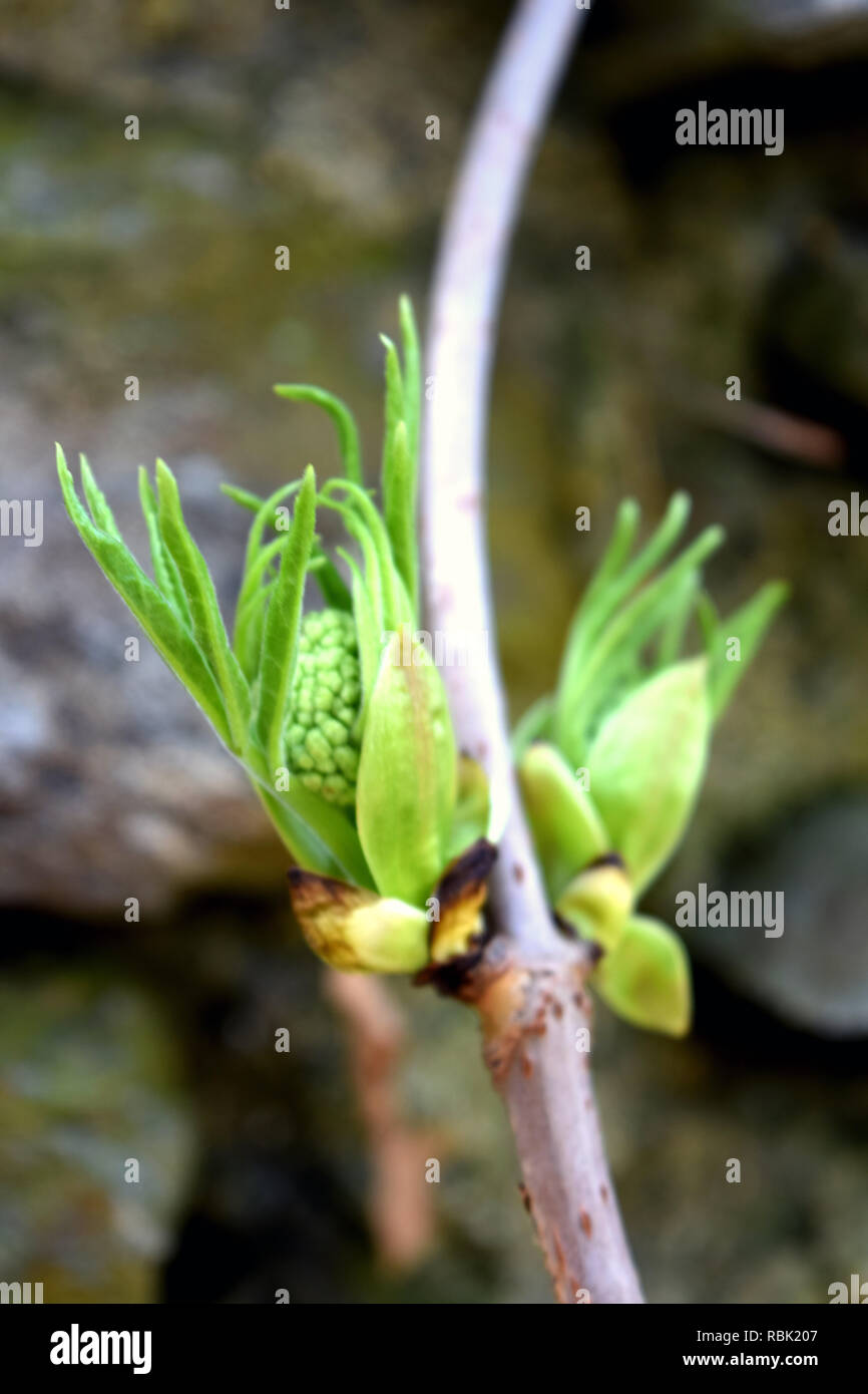 Plant in bloom Stock Photo - Alamy