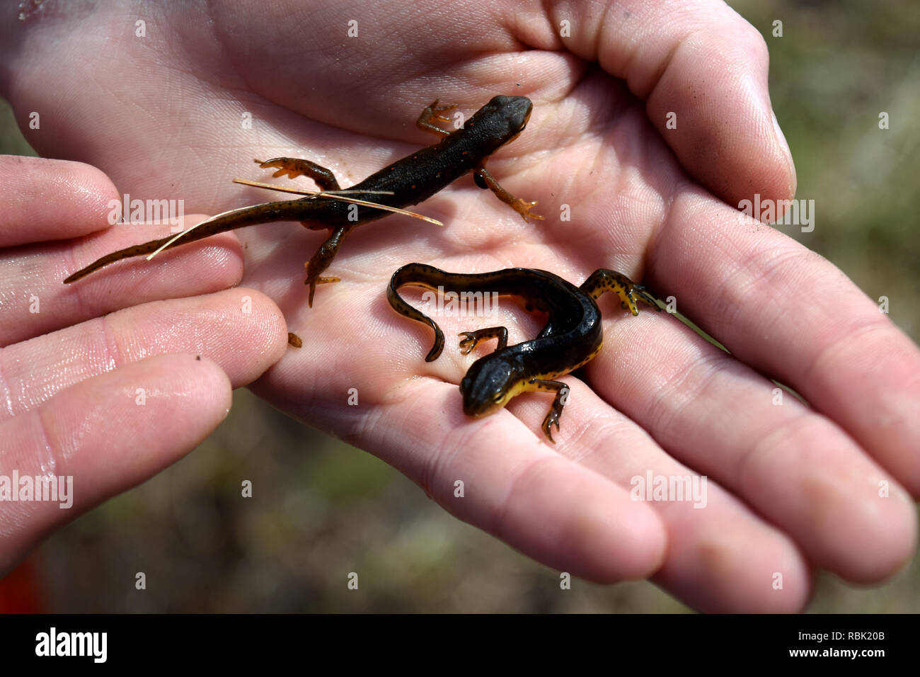 Slamander hi-res stock photography and images - Alamy
