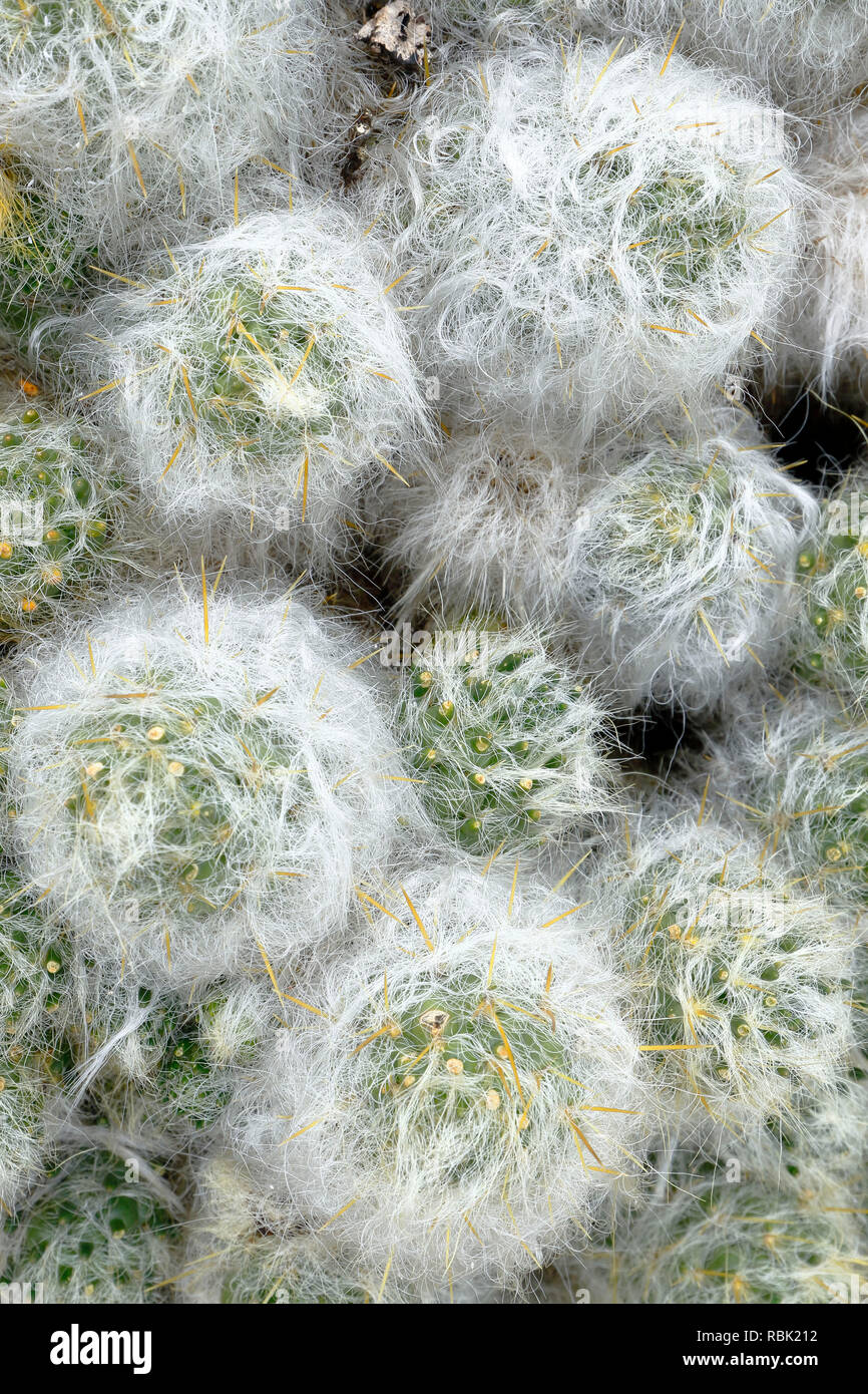 Austrocylindropuntia floccosa hi-res stock photography and images - Alamy
