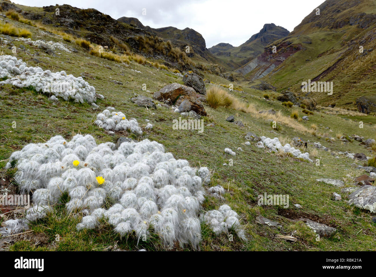 Andean plant (Austrocylindropuntia floccosa) a large population of ...