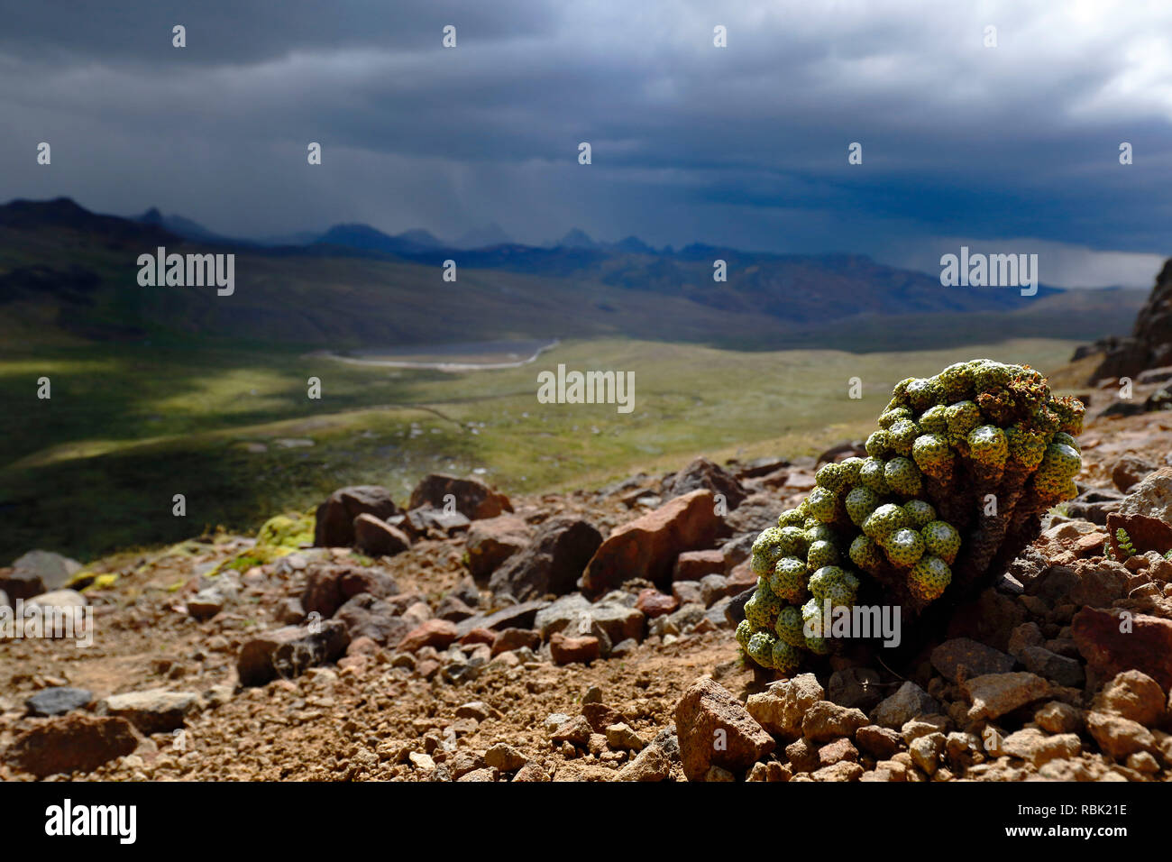 Andean plant (mniodes sp.) Found in its natural environment in the ...