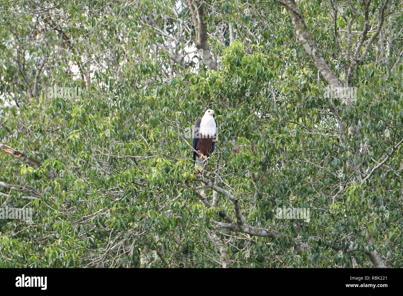 African fish eagle (Haliaeetus vocifer), Queen Elizabeth National Park ...