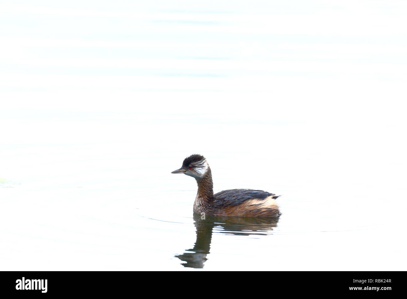 Silvery grebe (Podiceps occipitalis) swimming over wetland in its ...