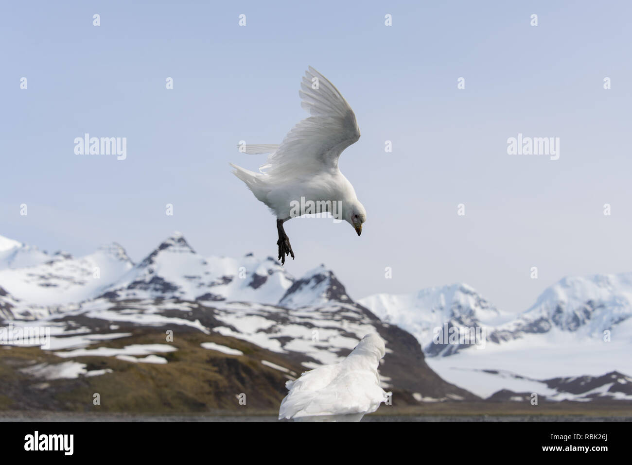 Snowy sheathbill (Chionis alba Stock Photo - Alamy