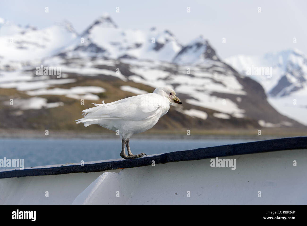 Snowy sheathbill (Chionis alba Stock Photo - Alamy