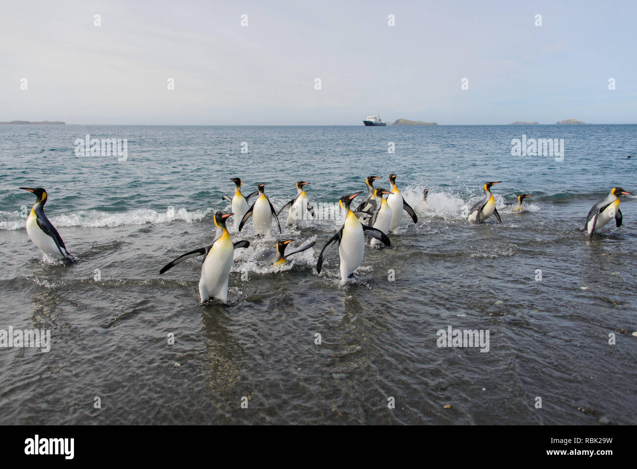 King penguins going from sea Stock Photo - Alamy