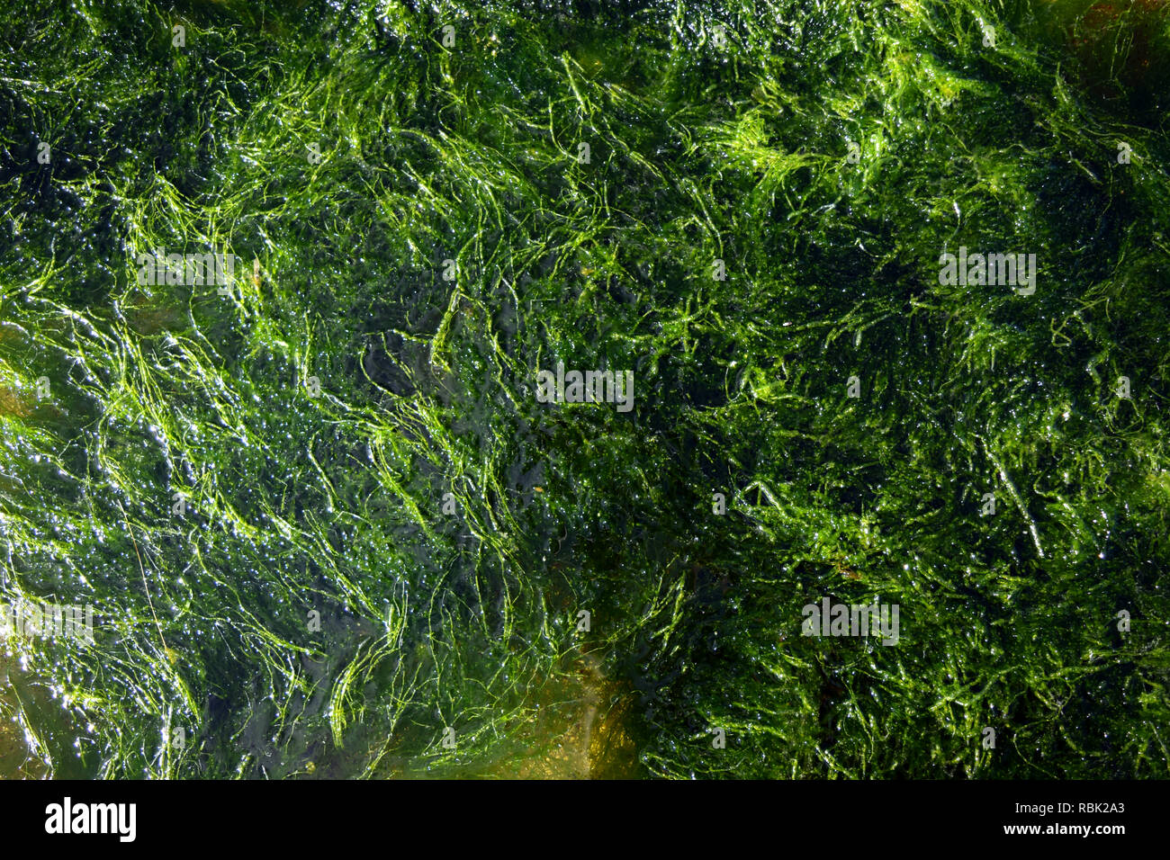 Algae close up Stock Photo - Alamy