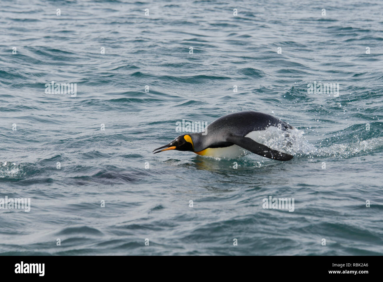 King penguins swimming at sea Stock Photo - Alamy