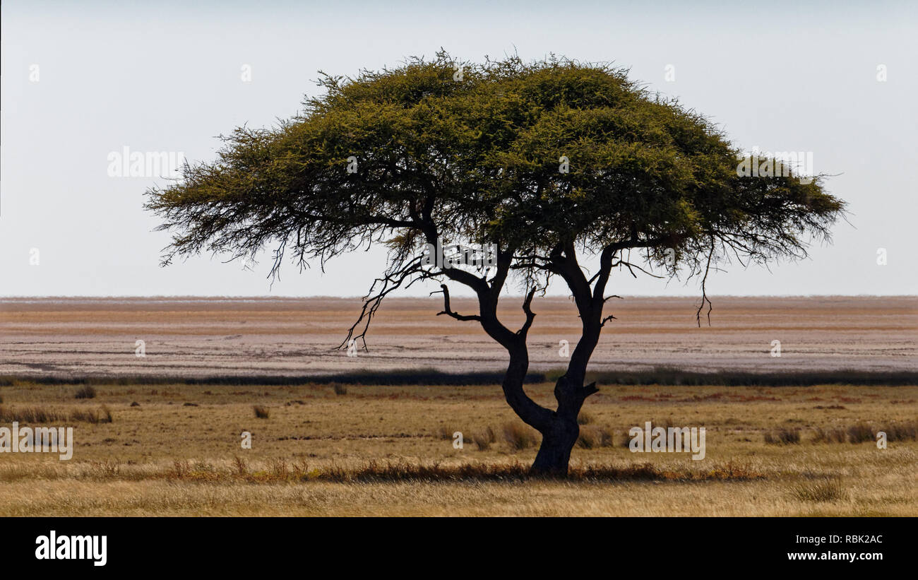 Camel thorn plant hi-res stock photography and images - Alamy
