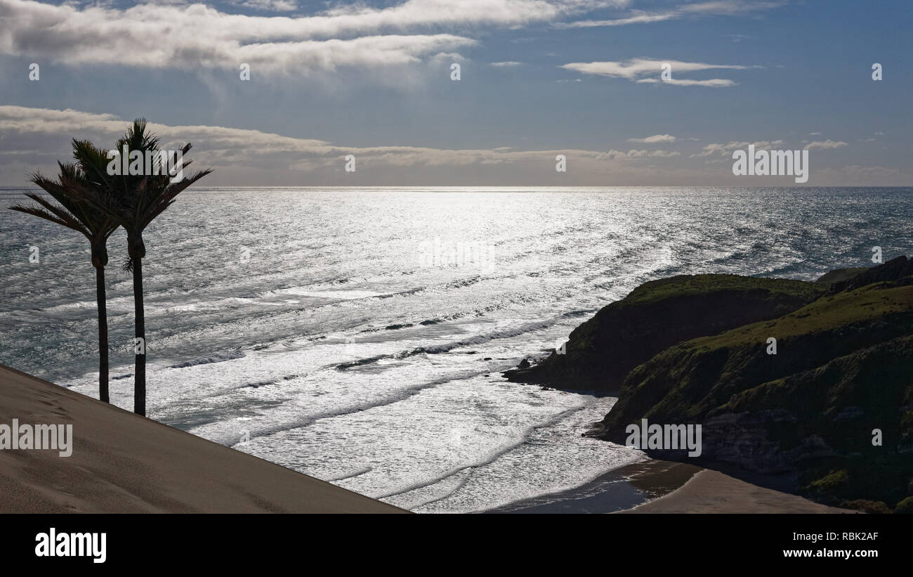 Nikau Palm Tree High Resolution Stock Photography and Images - Alamy