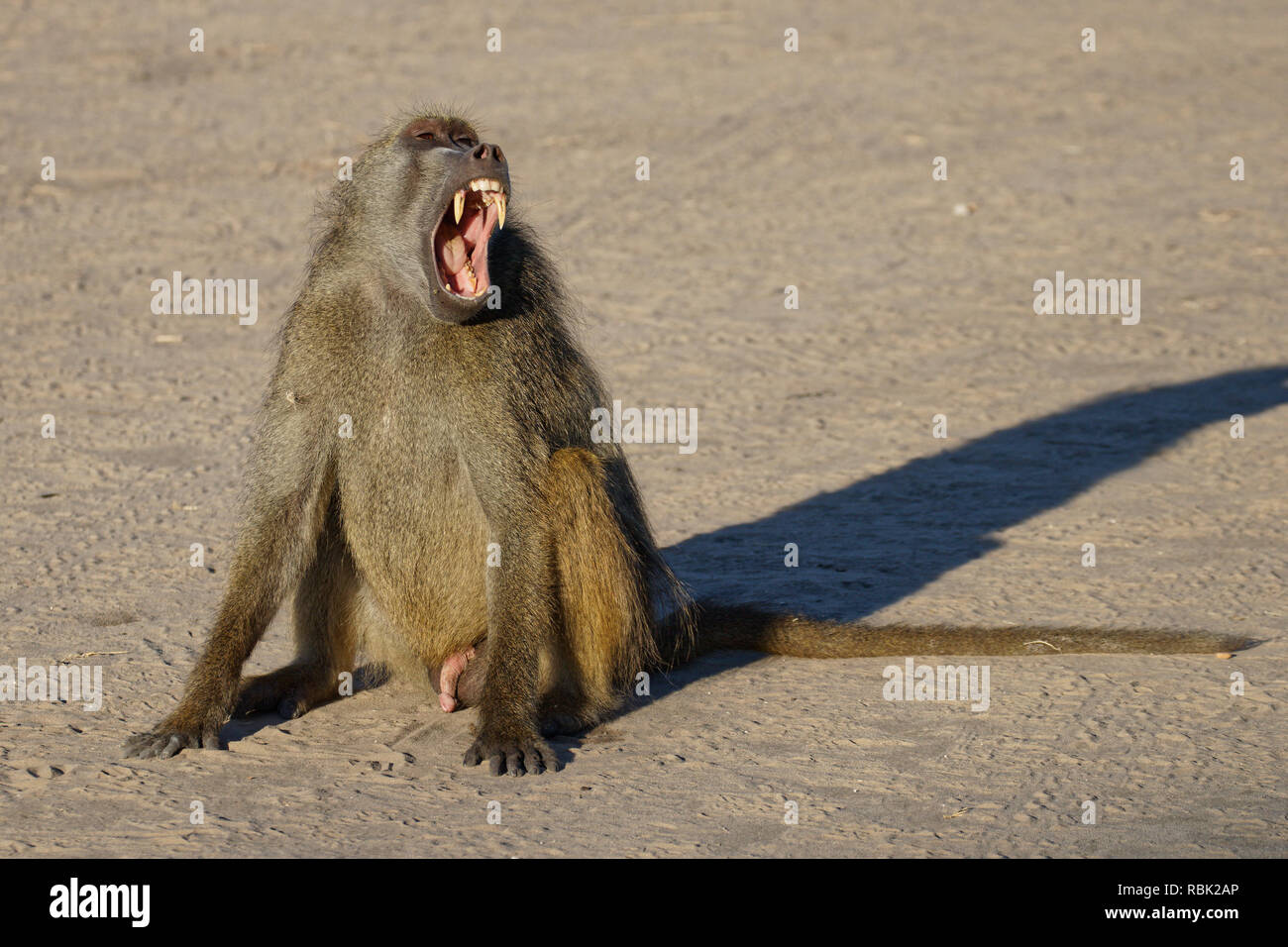 South africa baboon teeth hi-res stock photography and images - Alamy