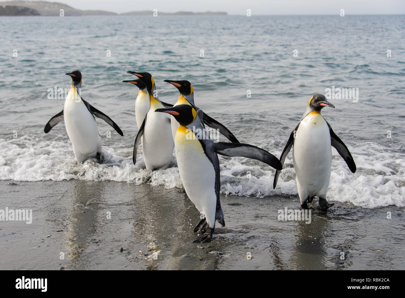 King penguins going from sea Stock Photo - Alamy