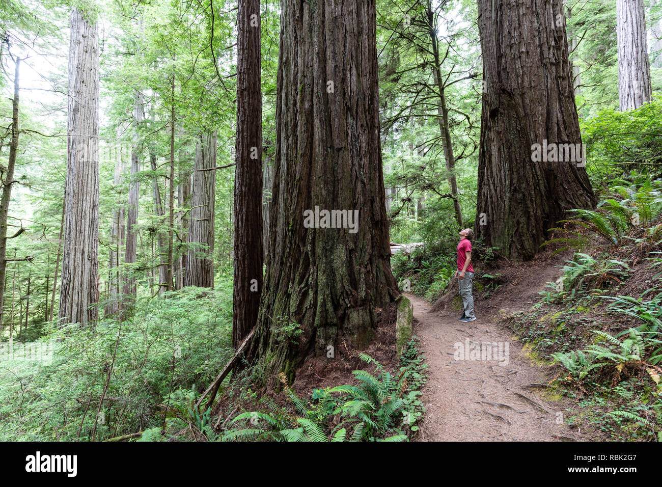Towering old growth coast redwood trees hi-res stock photography and ...