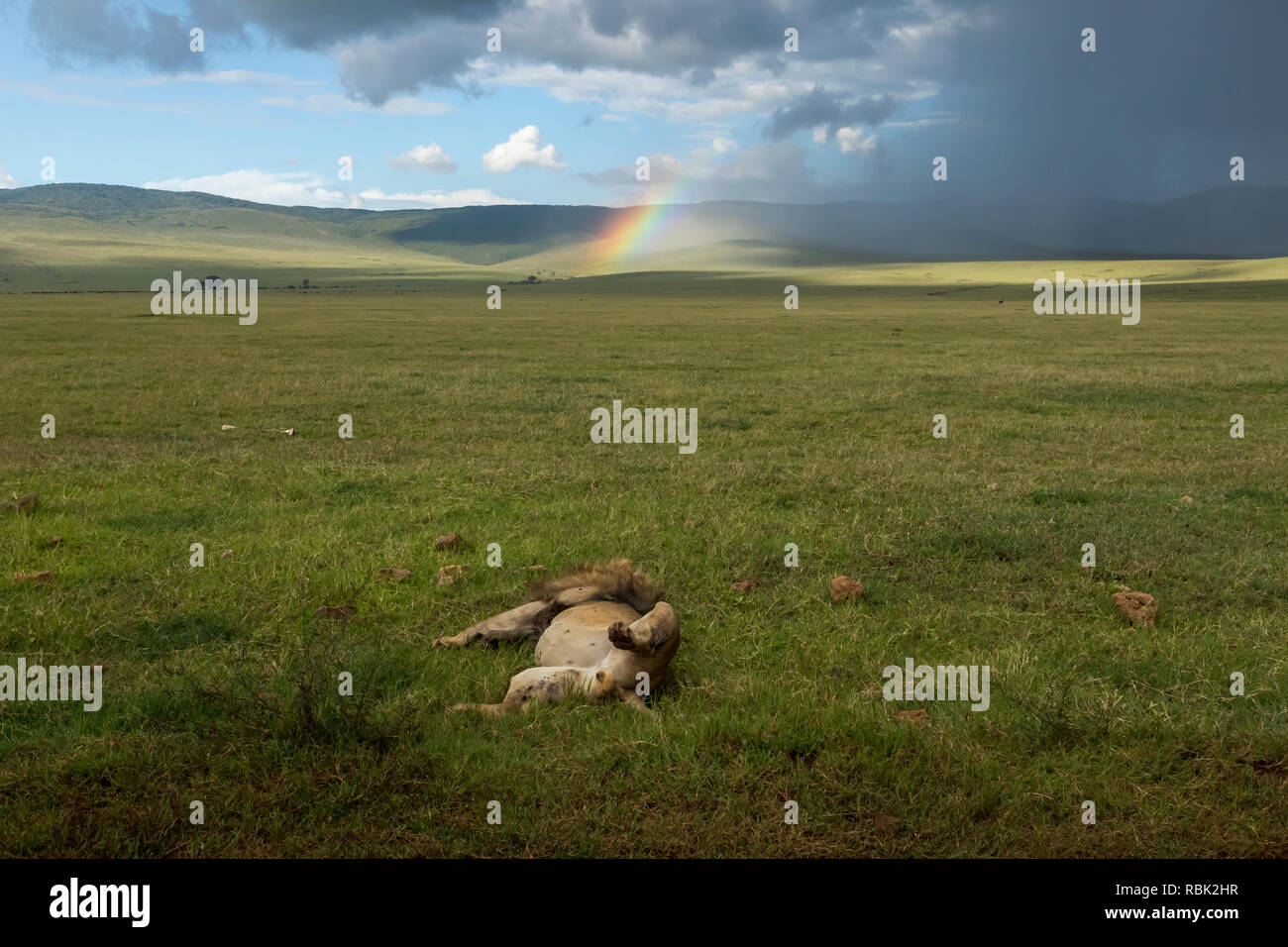 African Lion (Panthera leo) male sleeping with a rainbow behind him in ... African Lion (Panthera leo) male sleeping with a rainbow behind him in ...