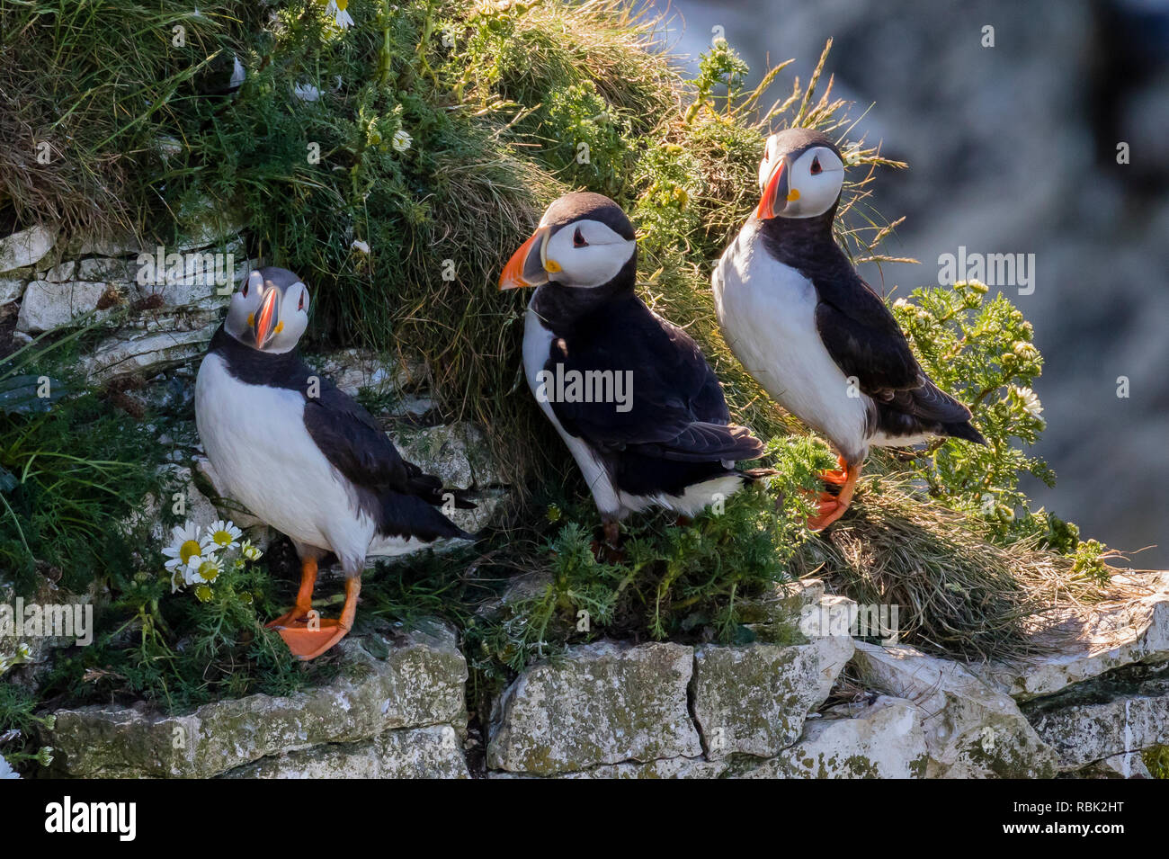 Puffins at rspb bempton cliffs hi-res stock photography and images - Alamy