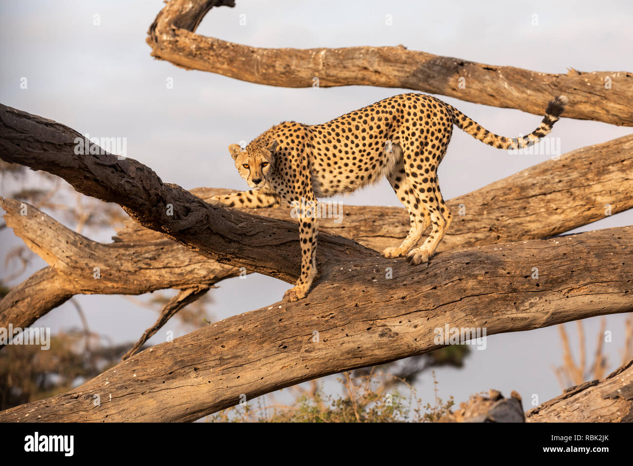 Cheetah standing in a tree hi-res stock photography and images - Alamy