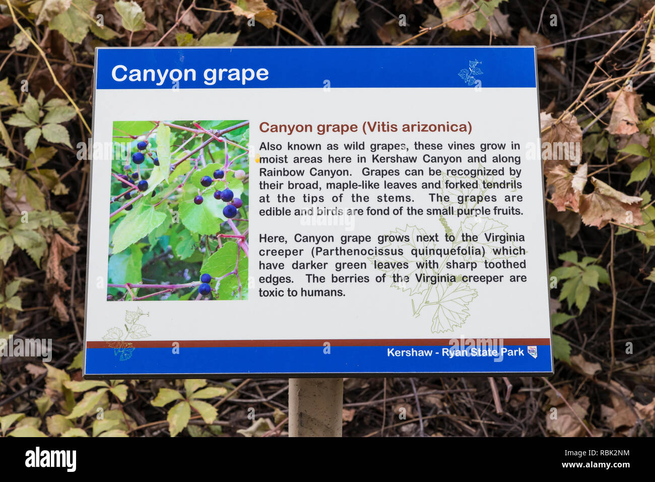 Canyon Grape, Vitis arizonica, thriving in Kershaw Canyon in Kershaw ...