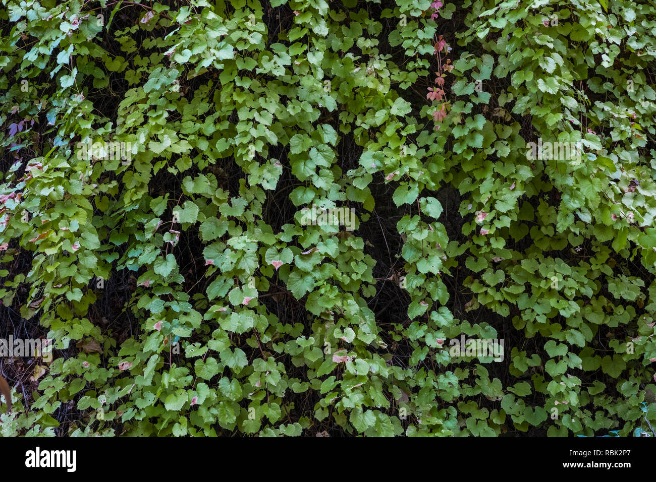 Canyon Grape, Vitis arizonica, thriving in Kershaw Canyon in Kershaw ...