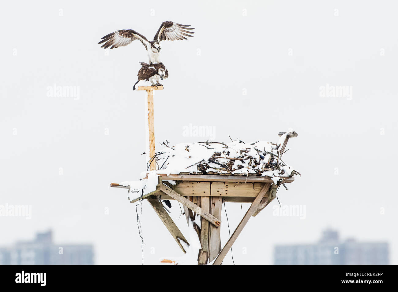 Mating ospreys and osprey platform on an early April snow day Stock ...