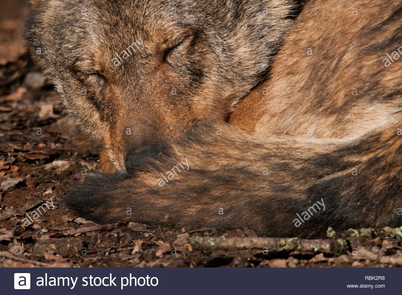 Iberian Wolves Stock Photos & Iberian Wolves Stock Images - Alamy