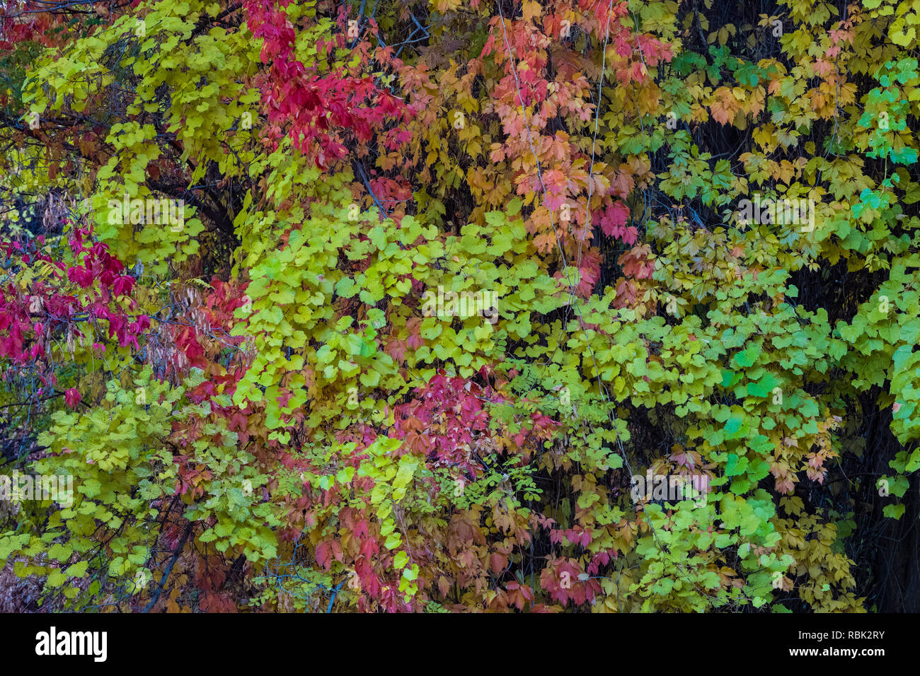 Fall grape leaves and vines hi-res stock photography and images - Alamy