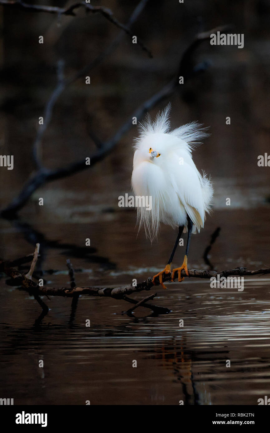 Snowy egret with wind-swept breeding plumes in early spring Stock Photo ...
