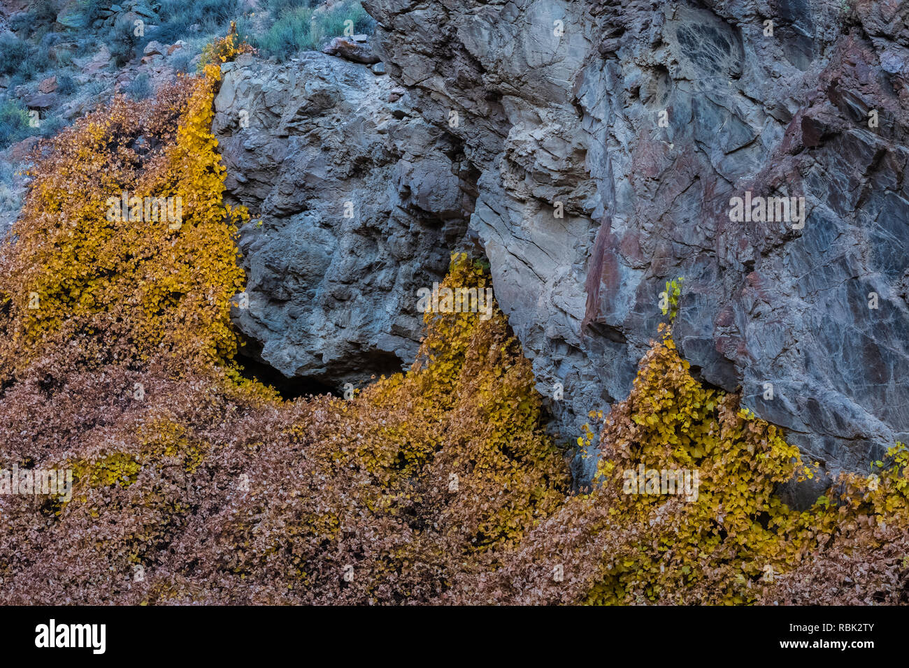 Arizonica hi-res stock photography and images - Alamy