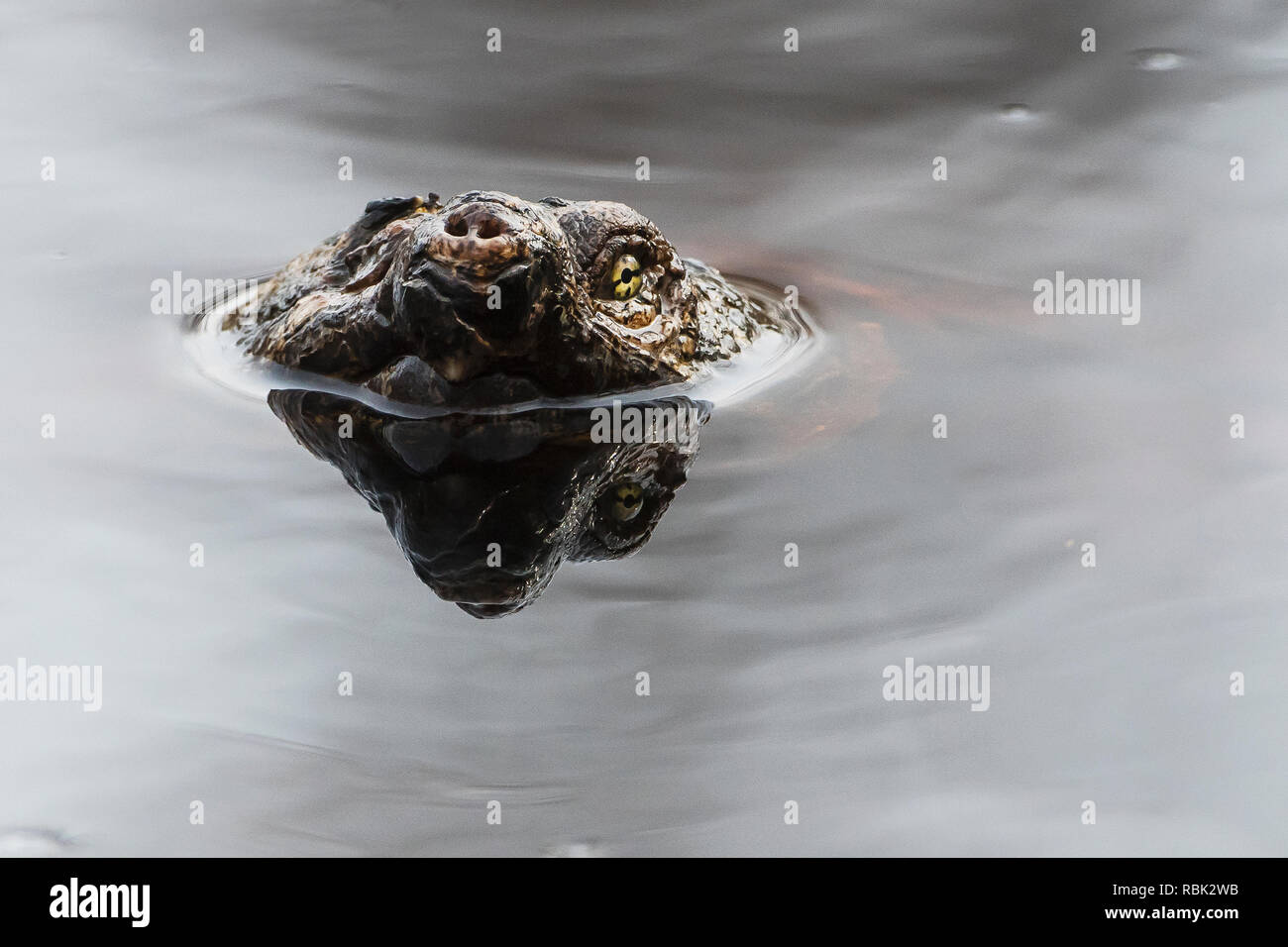 Great head of large snapping turtle surfacing on pond Stock Photo - Alamy