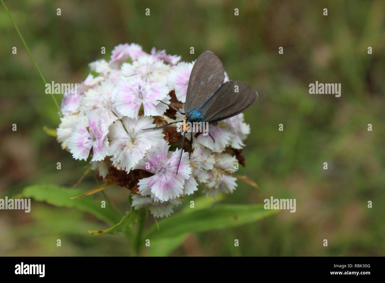 Yellow Collared Scape Moth On A Sweet Williams Blossom Stock Photo - Alamy